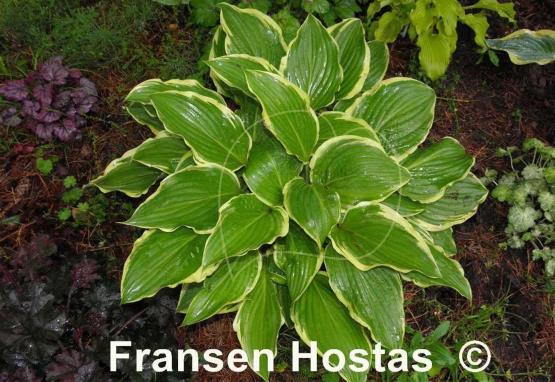 Hosta Happy Valley - Fransen Hostas